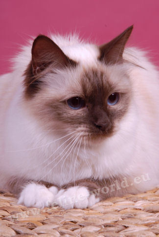 BIRMAN