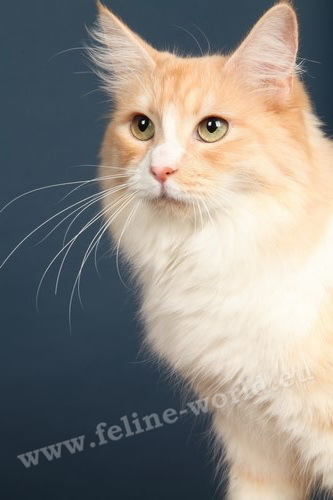 Silver Tabby Turkish Angora